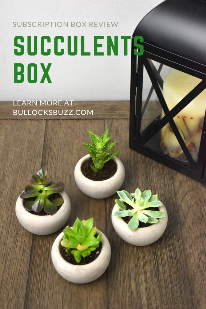 Succulents Box - A Stunning Succulent Subscription Box - Bullock's Buzz