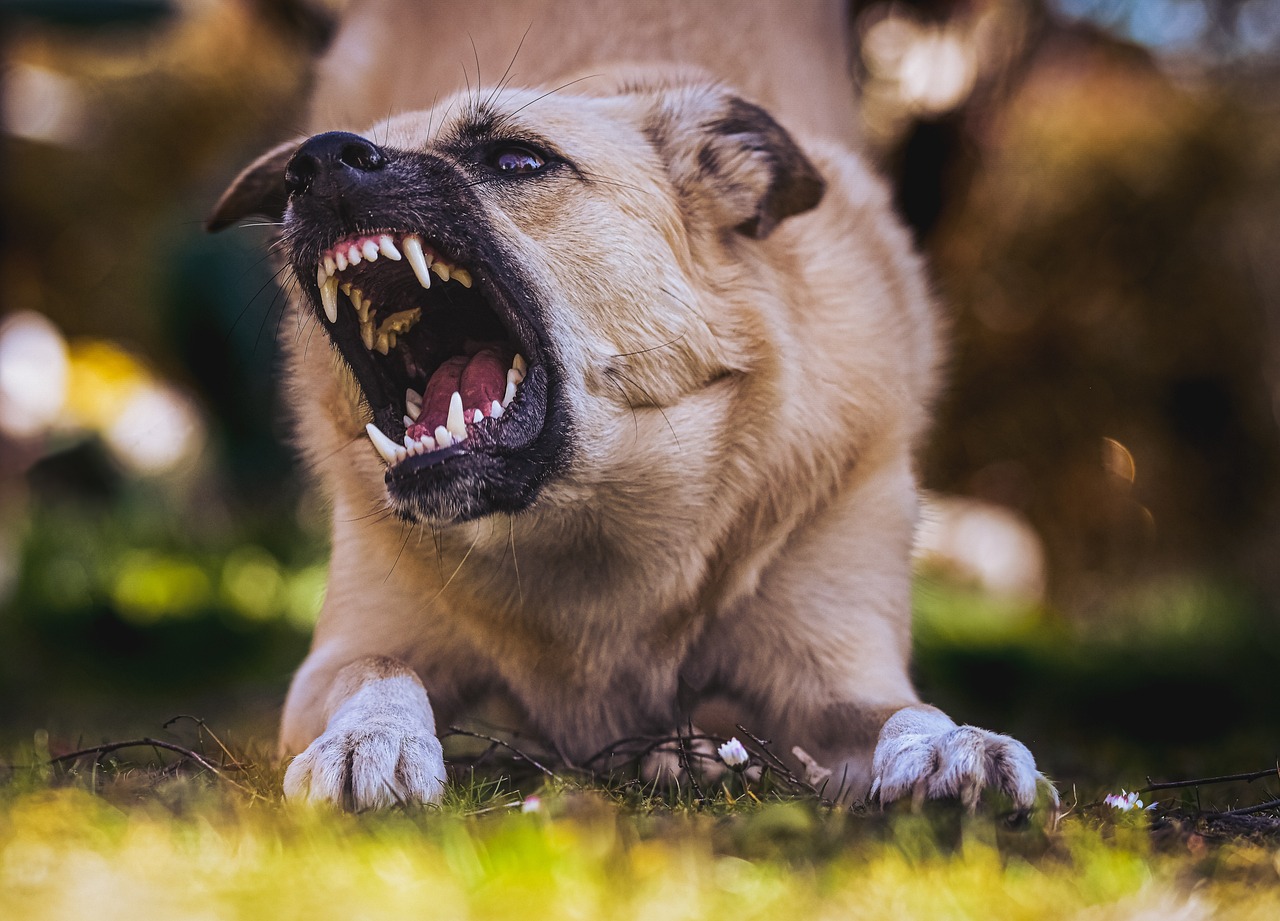 5 Key Things to Know Before Filing a Dog Bite Lawsuit - Bullock's Buzz