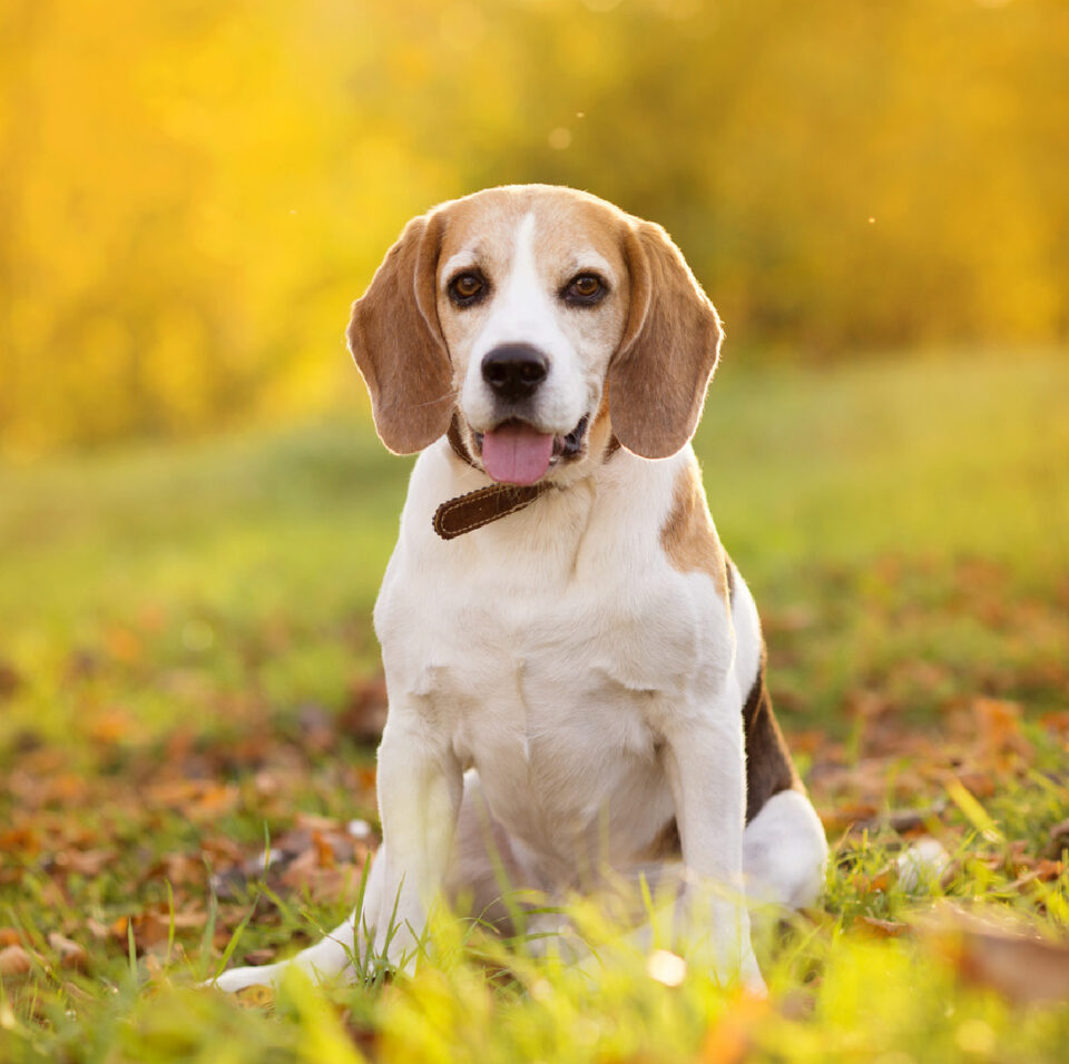 Dog Food Dos and Don'ts - Bullock's Buzz