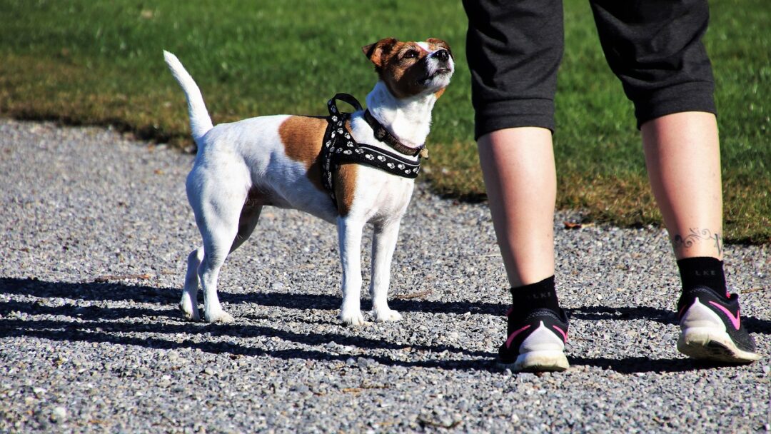 Safety Tips for Dog Walkers - Bullock's Buzz