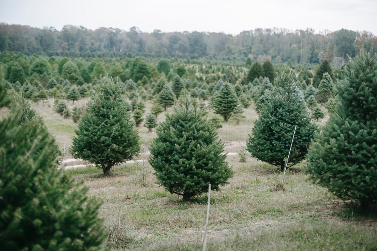 Choosing the Perfect Christmas Tree - Bullock's Buzz