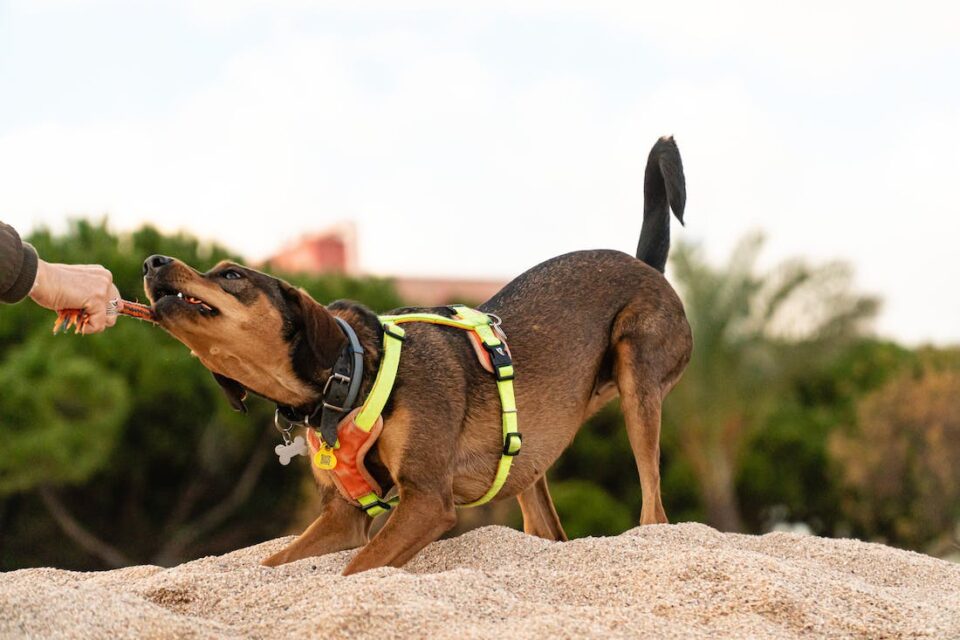 How to Prove Negligence After a Dog Bite Injury - Bullock's Buzz