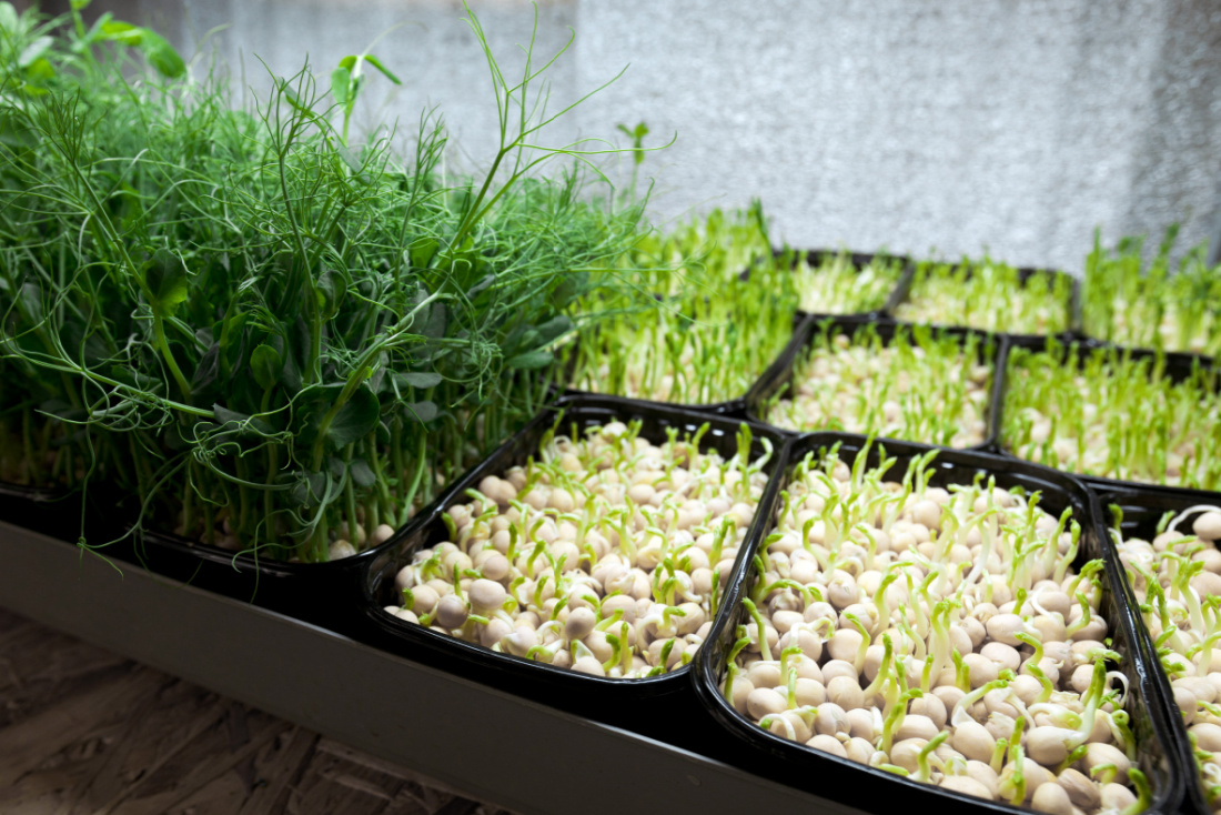 From Novice to Nature Lover: 10 Irresistible Reasons to Try Gardening ...