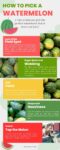 How to Pick a Good Fruit: The Ultimate Guide to Watermelon, Pineapple ...