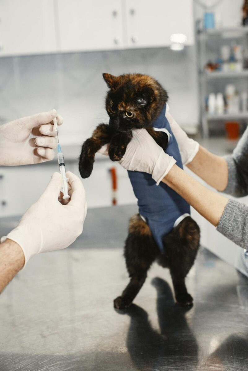 Hidden Health Clues in Cat Behavior and Bonding - Bullock's Buzz