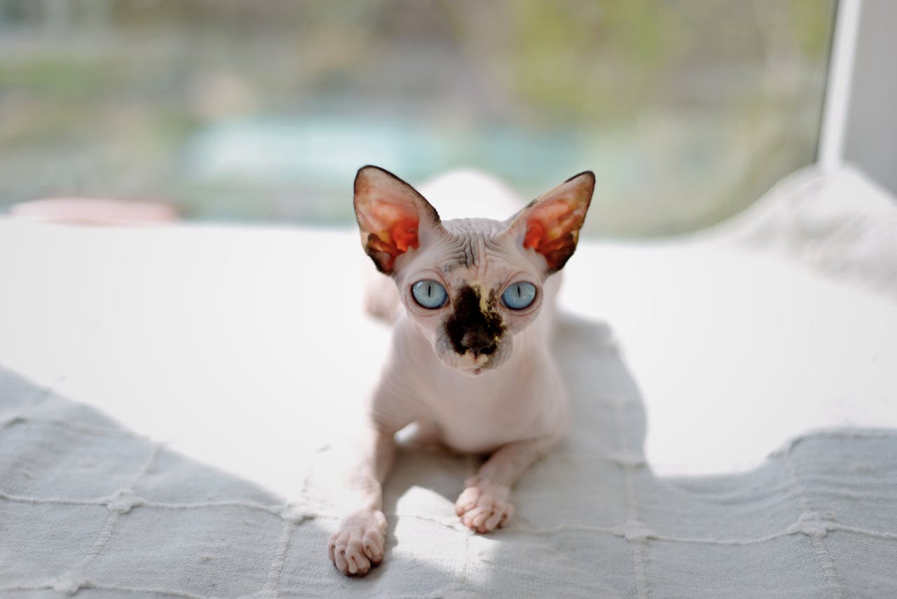 Sphynx Cat Skin Care and Bathing: What Every Owner Needs to Know ...