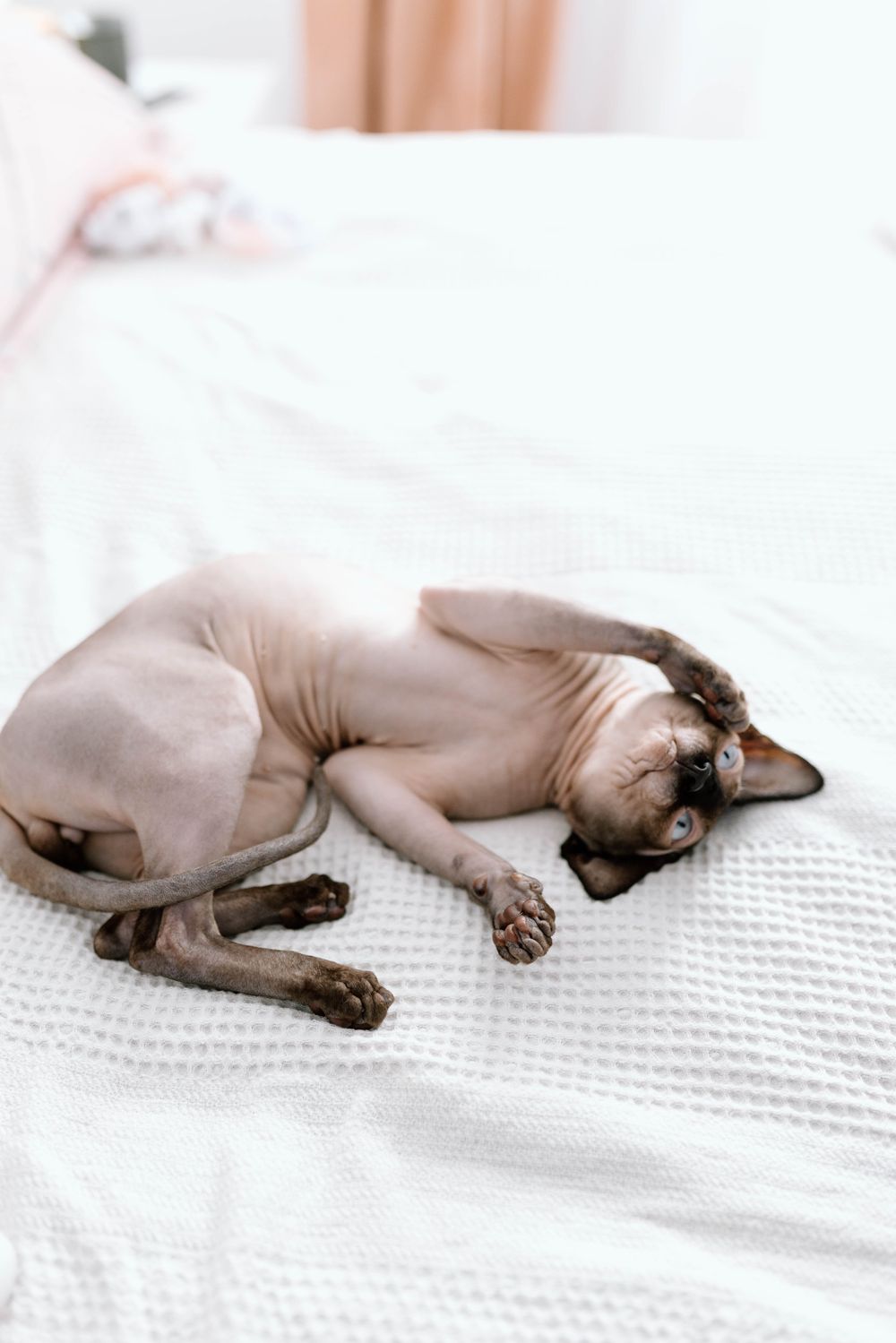 Sphynx Cat Skin Care and Bathing: What Every Owner Needs to Know ...